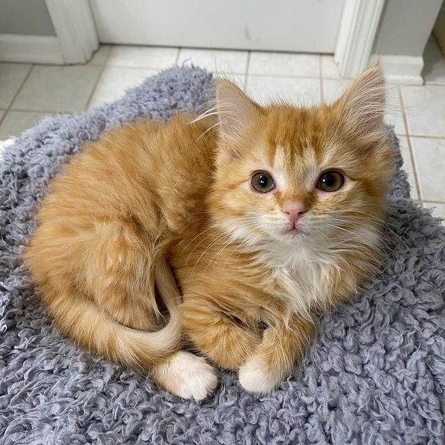 Twin Kittens So Thrilled to Have Comfy Place to Stay They Thrive into Happy Ginger Cats Love Meow