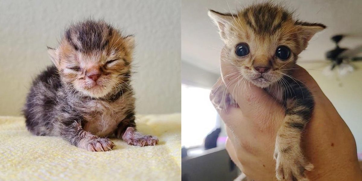 Kitten with 3 Paws and Strong Mind Rebounds from the Brink and Shows ...