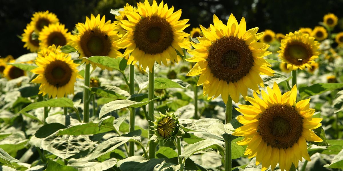 12 sunflower facts you might not know - It's a Southern Thing