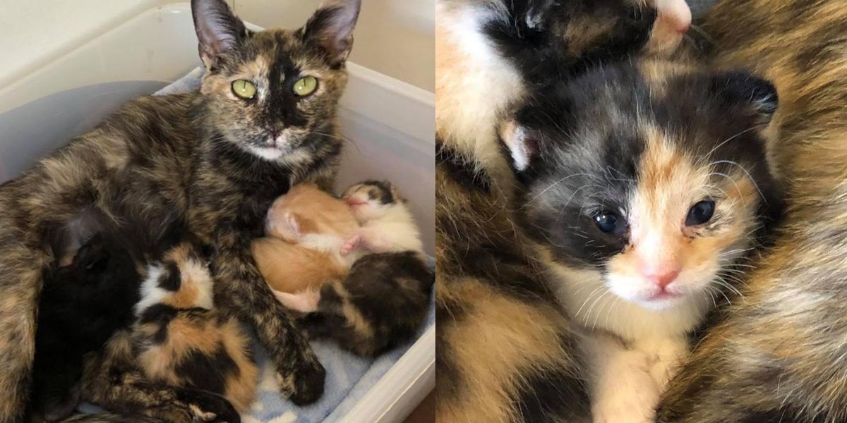 Cat Kept Her Unborn Kittens from the Cold Until Help Arrived, Now Has ...