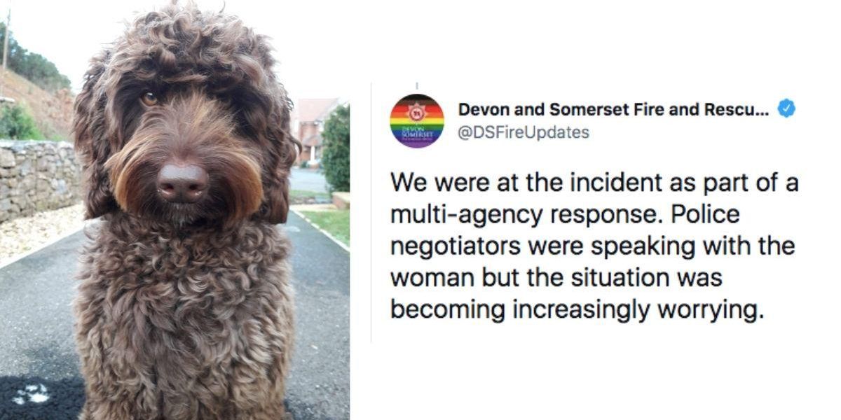 Therapy dog helped save a woman from suicide on a UK bridge - Upworthy