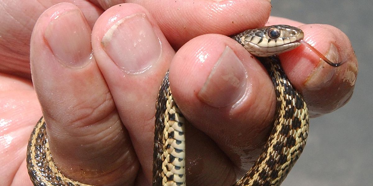 Georgia family finds 18 snakes under the bed and our childhood ...