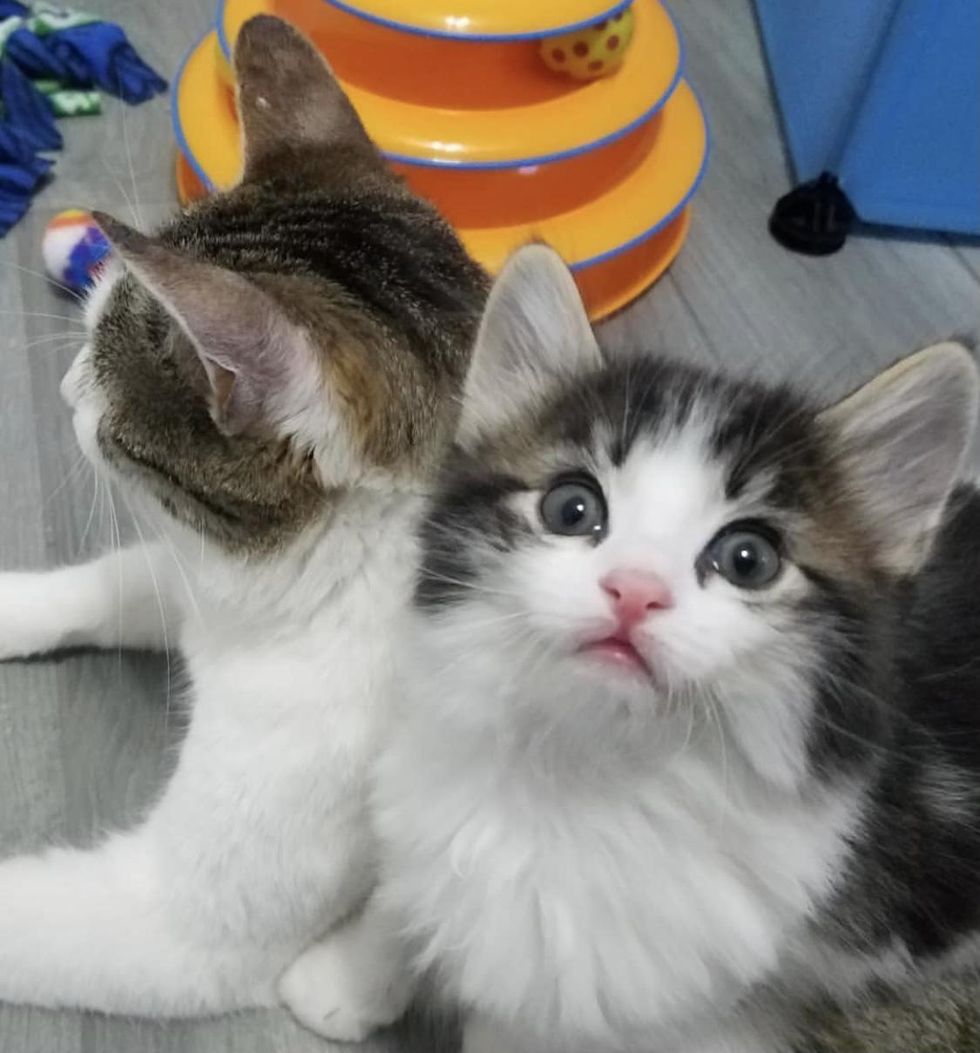 Cat Walked Up to Woman for Help So All Her Kittens Would Have Their ...