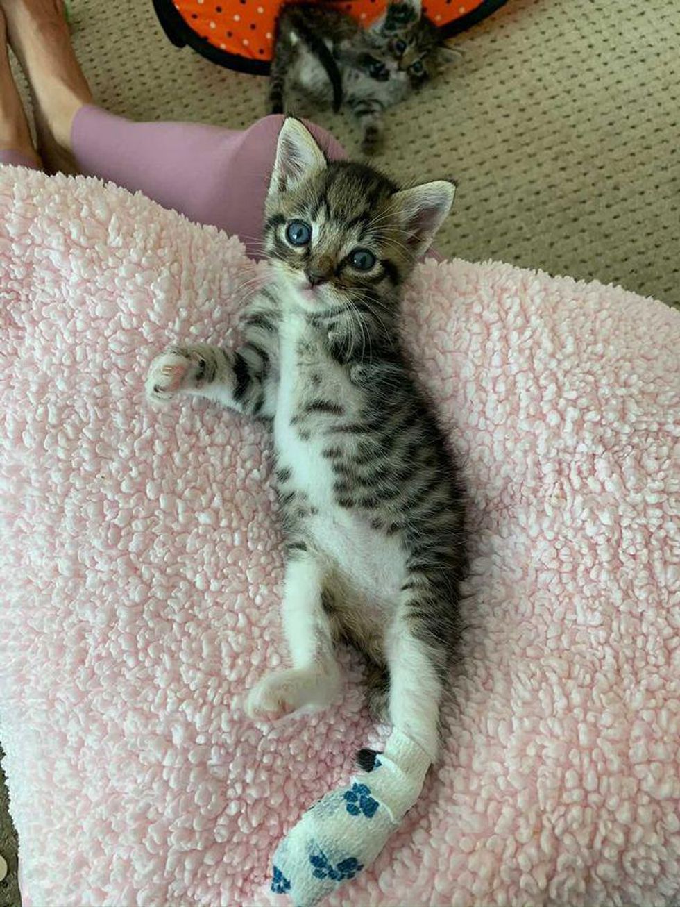 Kitten Missing a Leg Shows Everyone What He Can Do with the Help of ...