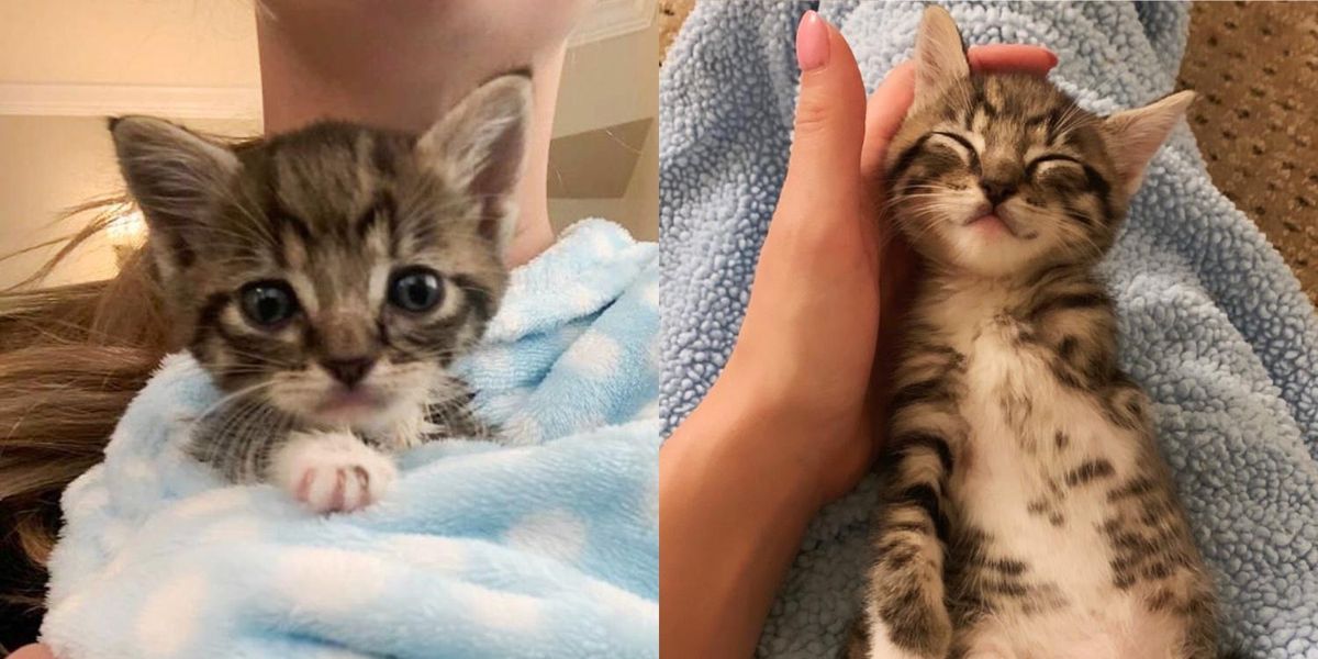 Kitten Missing a Leg Shows Everyone What He Can Do with the Help of ...