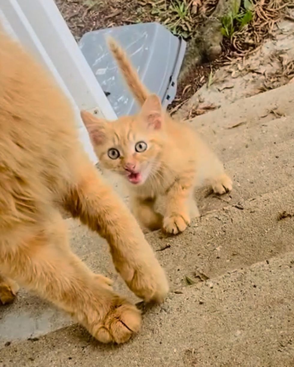 Cat Brings Kitten to Family She Trusts and Comes Back Next Day with ...