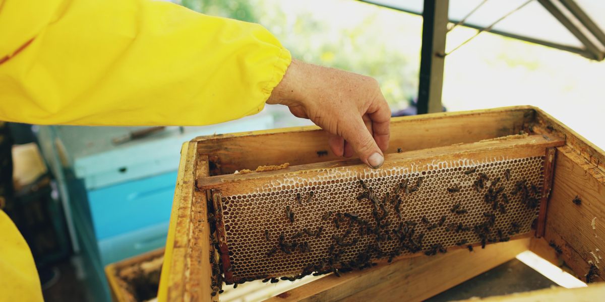 Virginia is giving free beehive boxes to residents to help bee ...