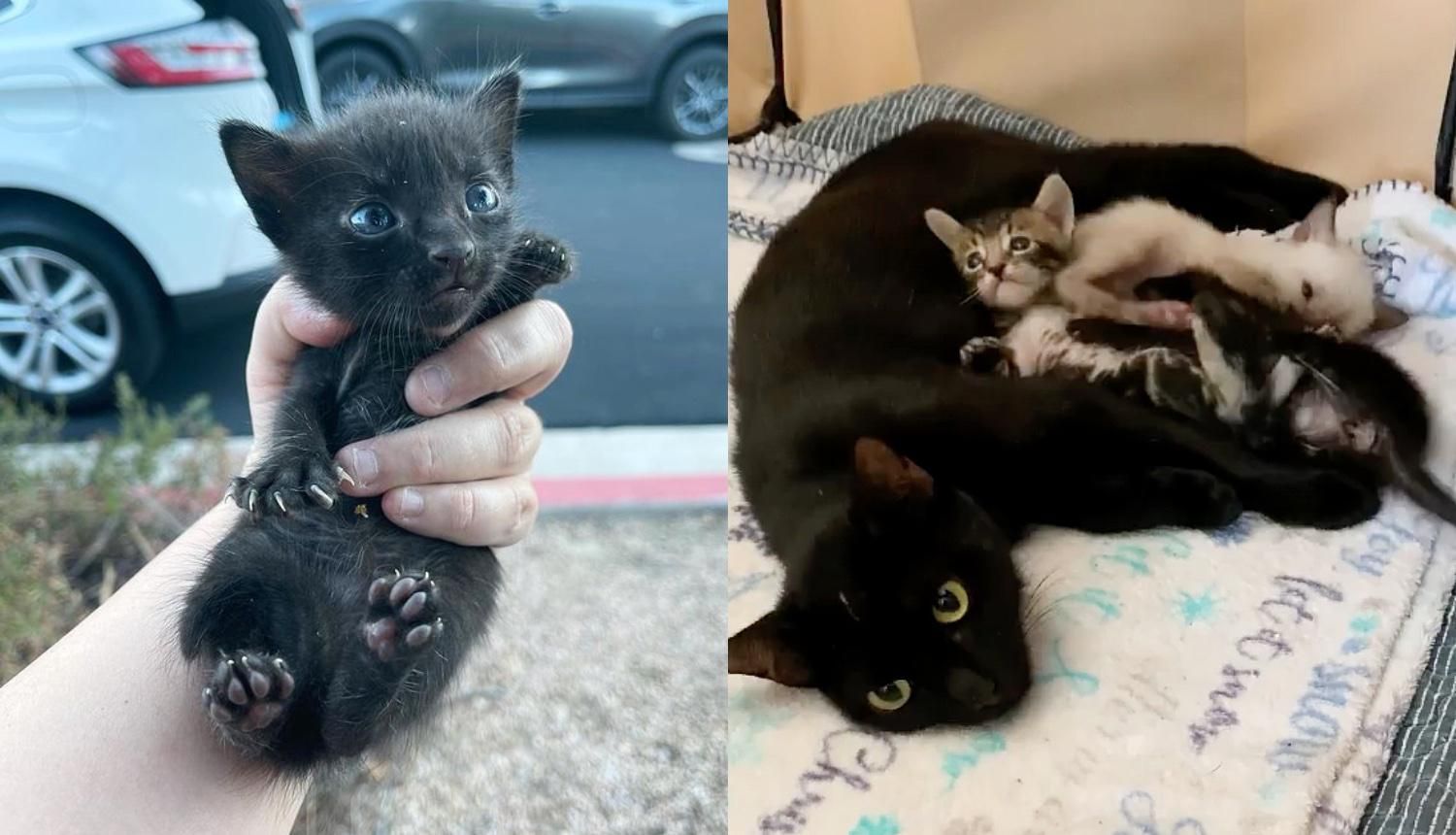 Woman Finds Elusive Cat After a Year of Searching and Rescues Her ...