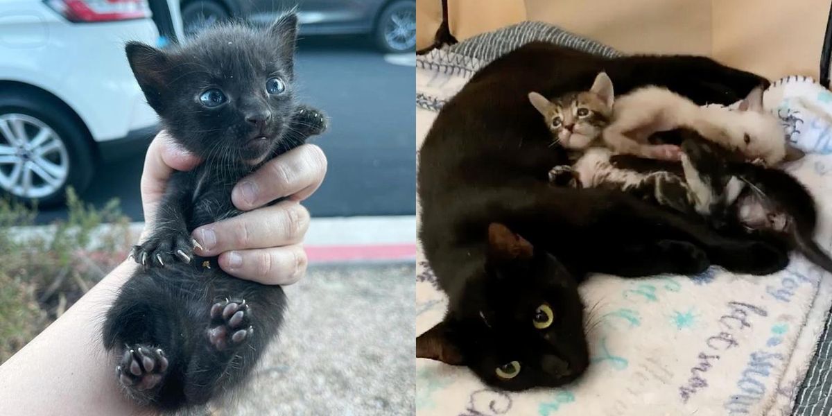 Woman Finds Elusive Cat After a Year of Searching and Rescues Her ...