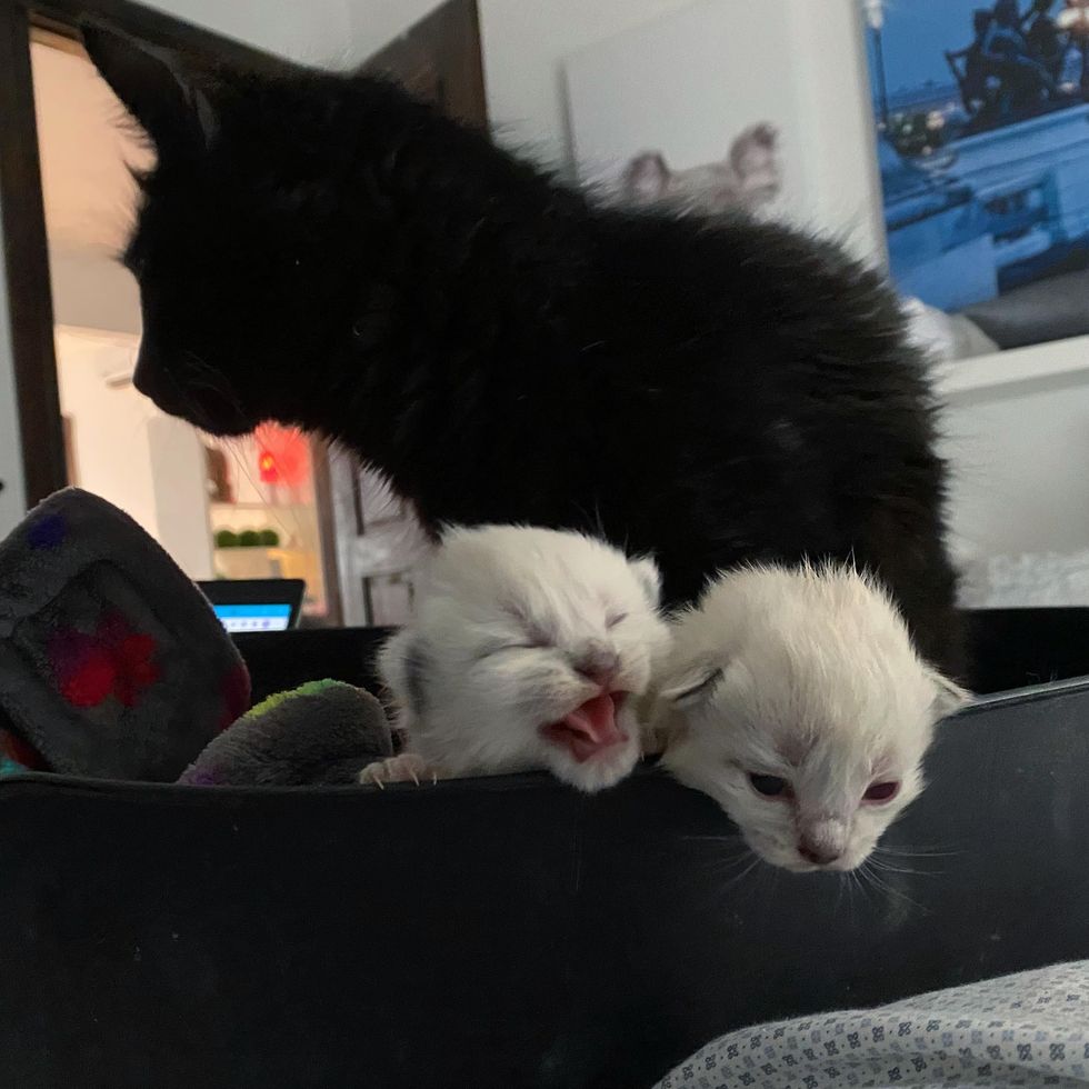 Neighbor Helped Cat and Her Unborn Kittens After She Was Found Left ...