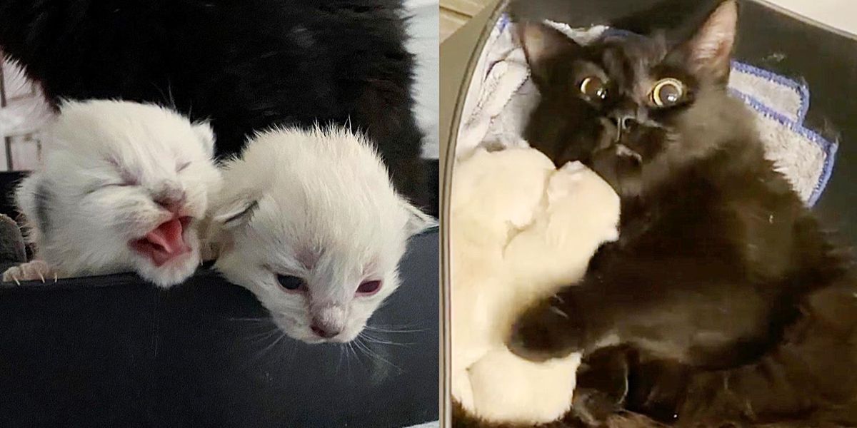 Neighbor Helped Cat and Her Unborn Kittens After She Was Found Left ...
