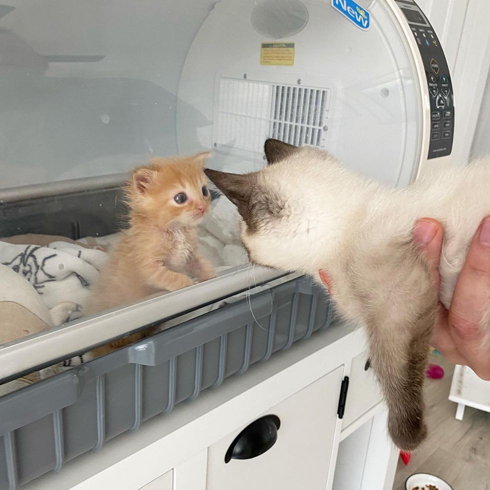 Kitten Left Behind After Birth Triumphs with Help of Family and Strong ...
