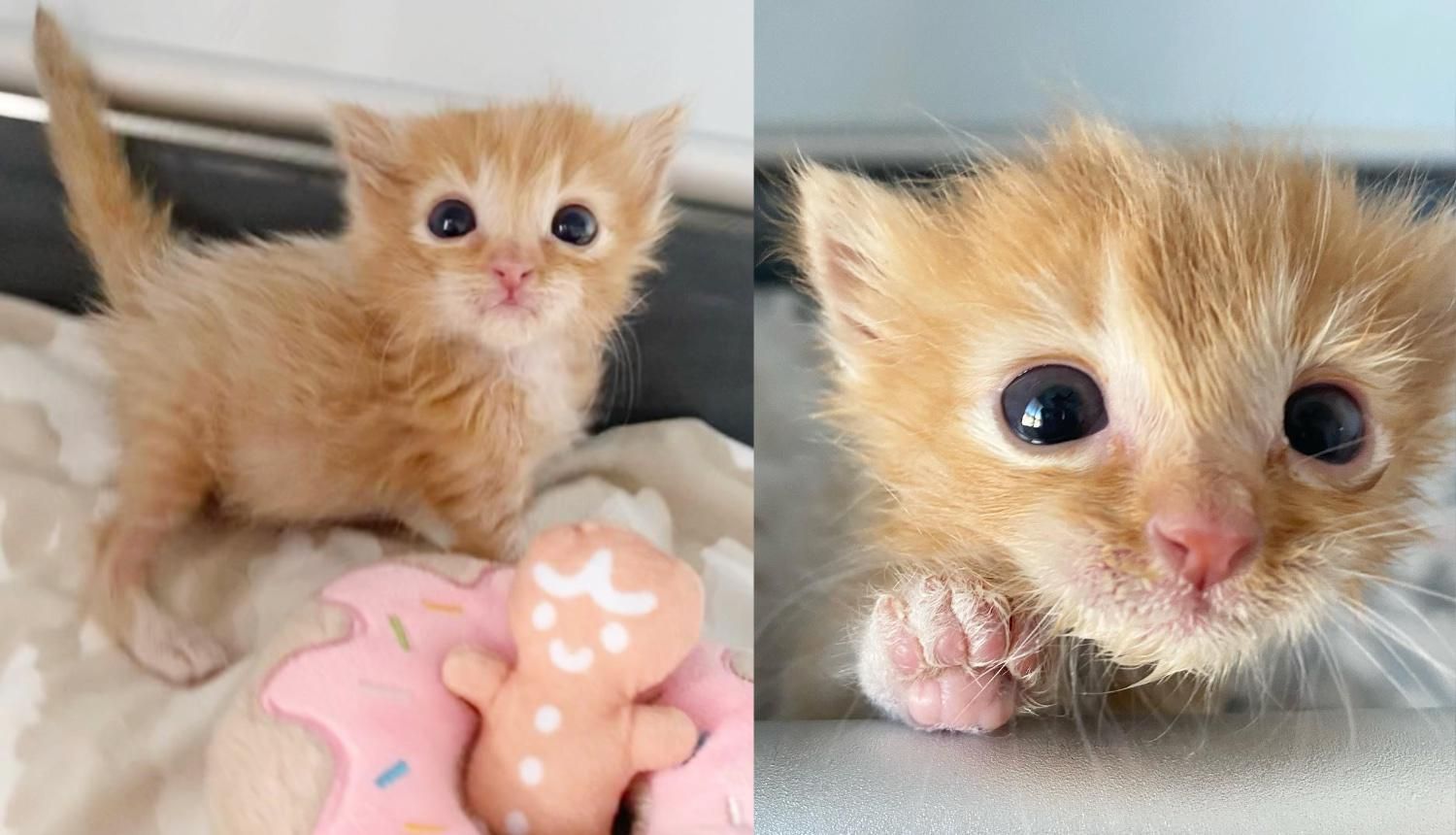 Kitten Left Behind After Birth Triumphs with Help of Family and Strong ...