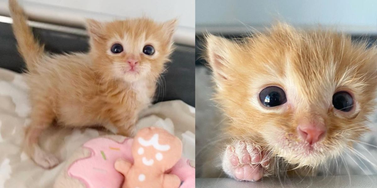 Kitten Left Behind After Birth Triumphs with Help of Family and Strong ...