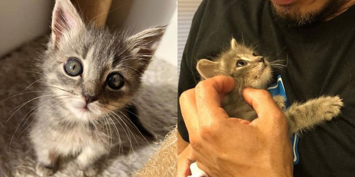 Kitten Lifts Her Back Legs and Walks Again with Her Strong Will and ...