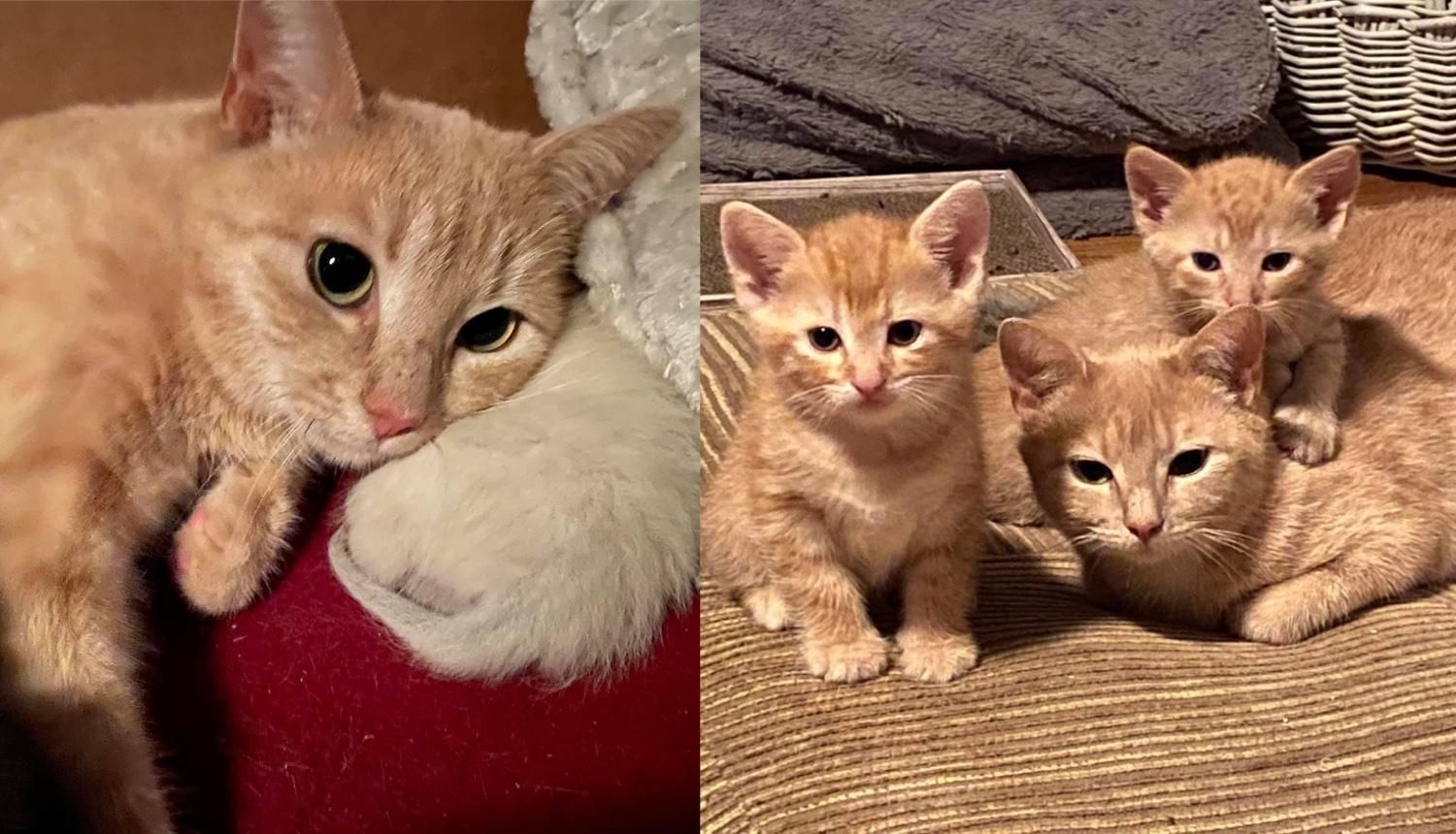 Resilient Street Cat Ensures Her Kittens Live and Hopes for Home with ...