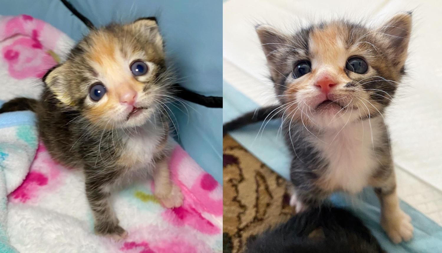 Kitten with 3 Paws Perseveres and Lives Everyday to Fullest After Being ...