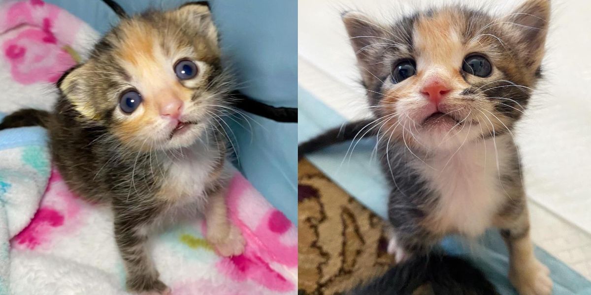 Kitten with 3 Paws Perseveres and Lives Everyday to Fullest After Being ...