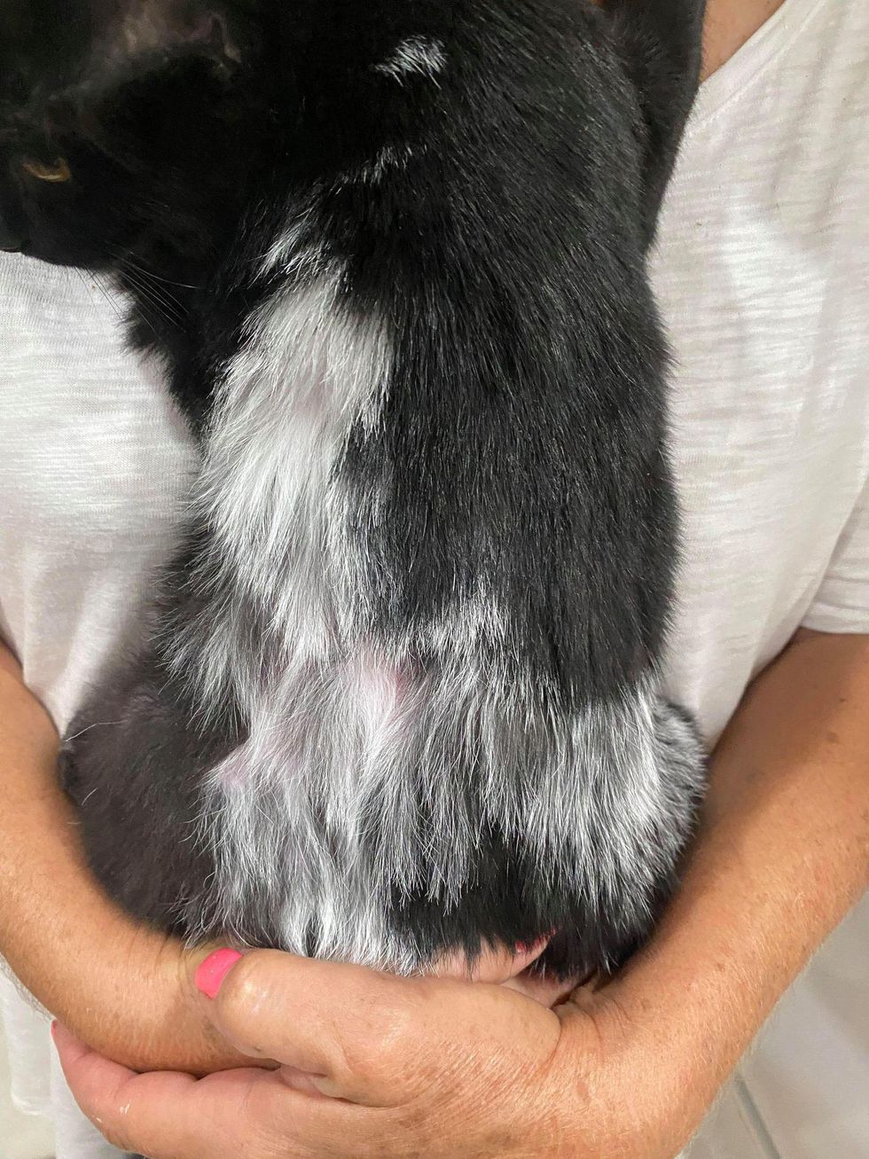 Kitten Grows Back Beautiful Fur in Different Color 8 Weeks After Being ...