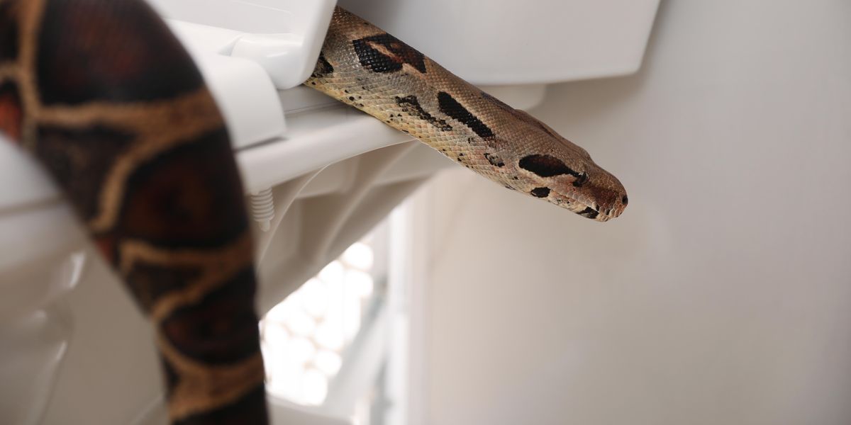 Texas woman finds large python crawling out of her toilet in the middle ...
