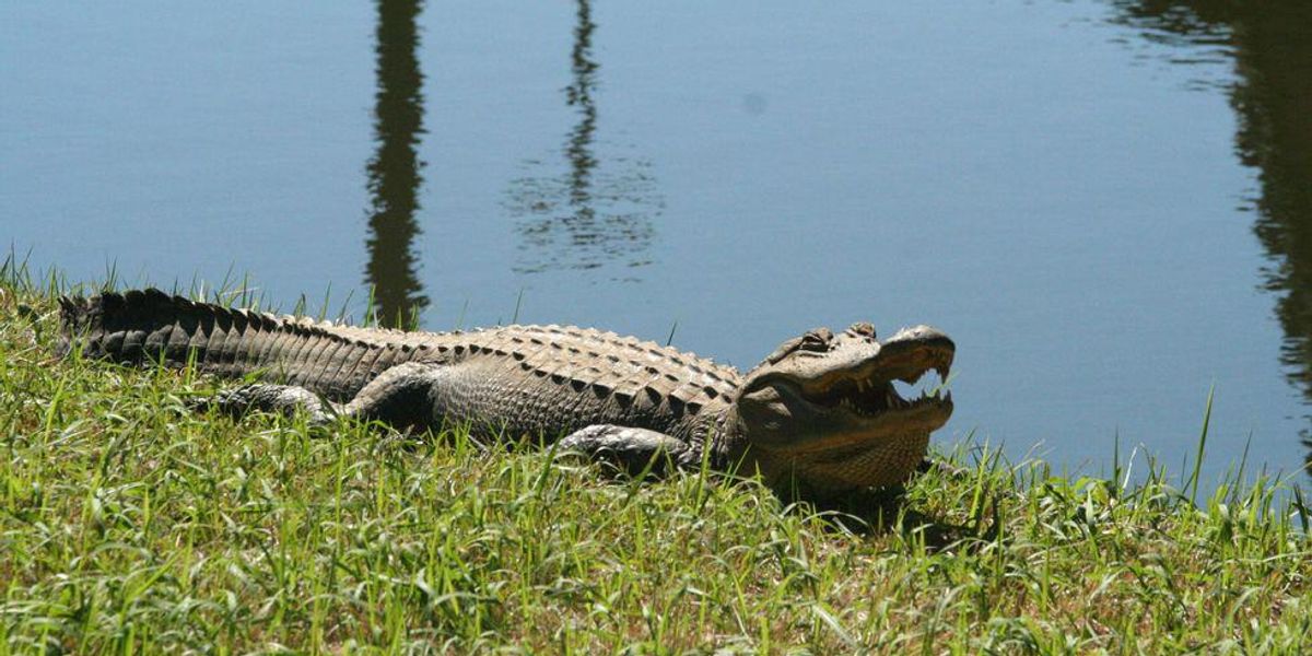 Prehistoric artifacts found inside the stomach of Mississippi gator ...