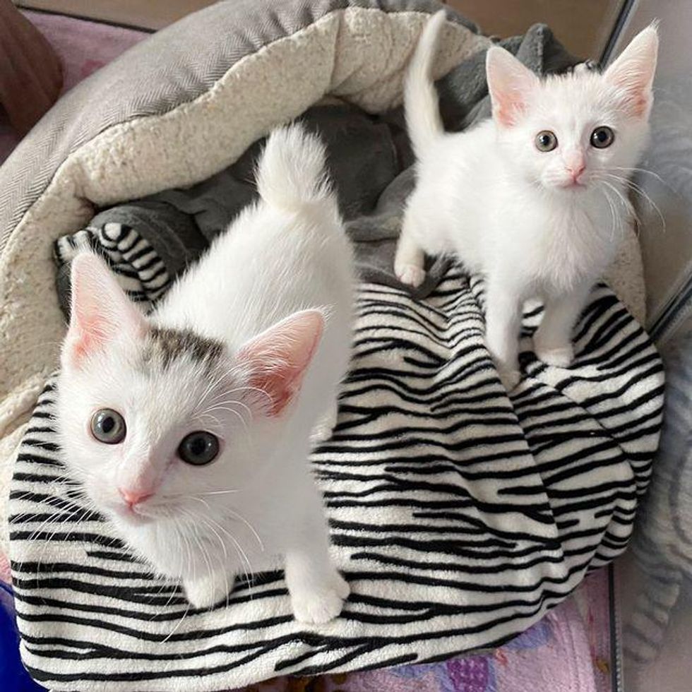 Cotton Kittens Gator Loki and Sylvie Melt Hearts with Their Big Eyes ...