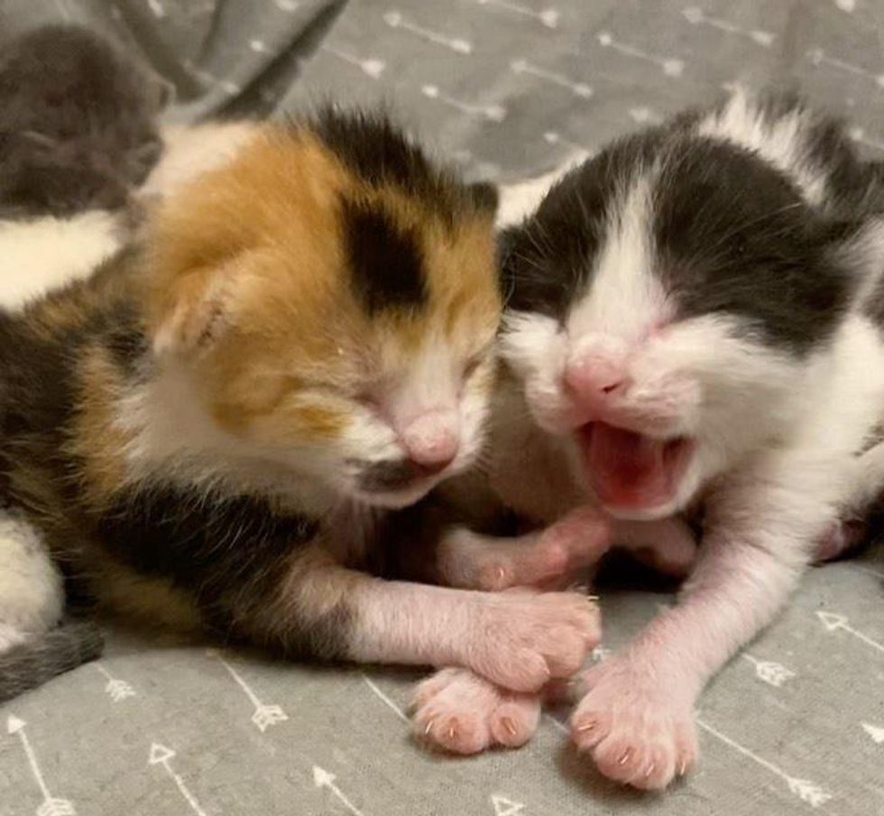 Cat is Off the Streets with Her 8 Kittens After Living Outside Her ...