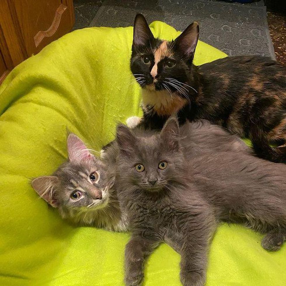 Woman Helps Kitten Cowering on Window Ledge and Goes Back to Find Her ...