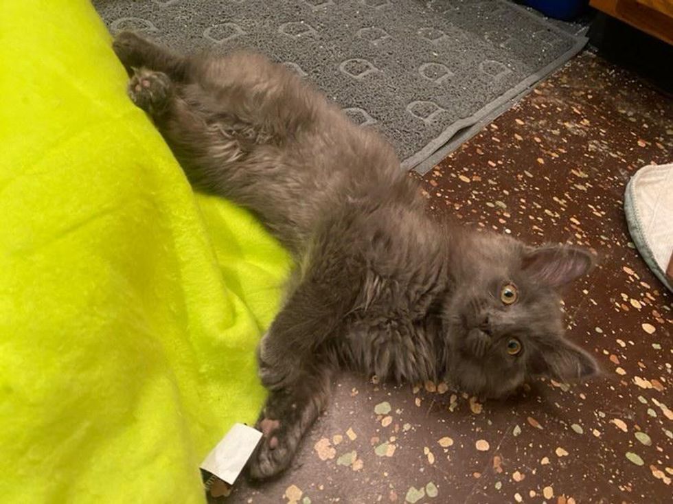 Woman Helps Kitten Cowering on Window Ledge and Goes Back to Find Her ...