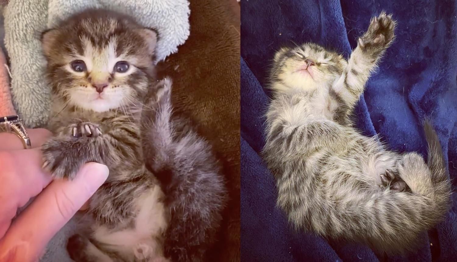 Kitten Rescued by Stunt Crew After They Searched Everywhere for Him ...