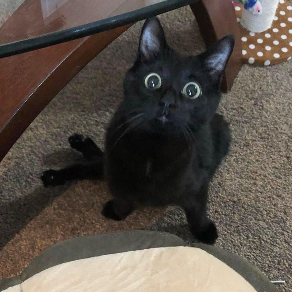 Kitten Scoots His Way to Perfect Home and Transforms into Feisty Doe ...