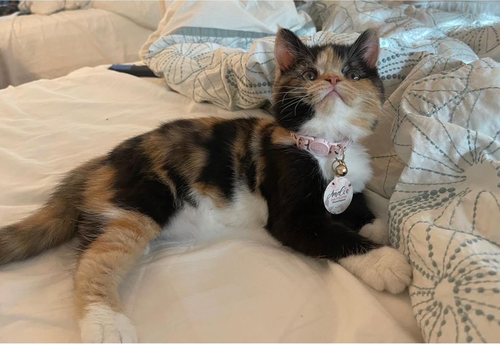 Kitten Overcomes Many Obstacles Since Birth and Transforms from Tiniest ...