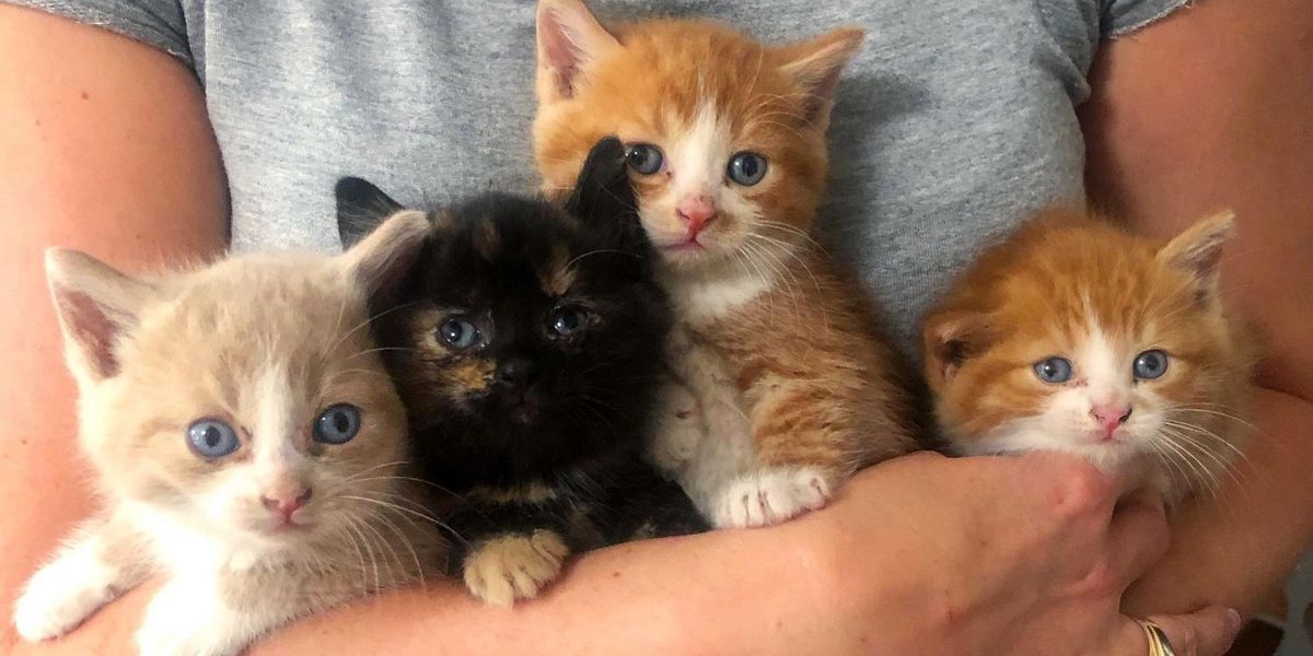 4 Kittens Find Help Before It's Too Late and Won't Leave Each Other's ...