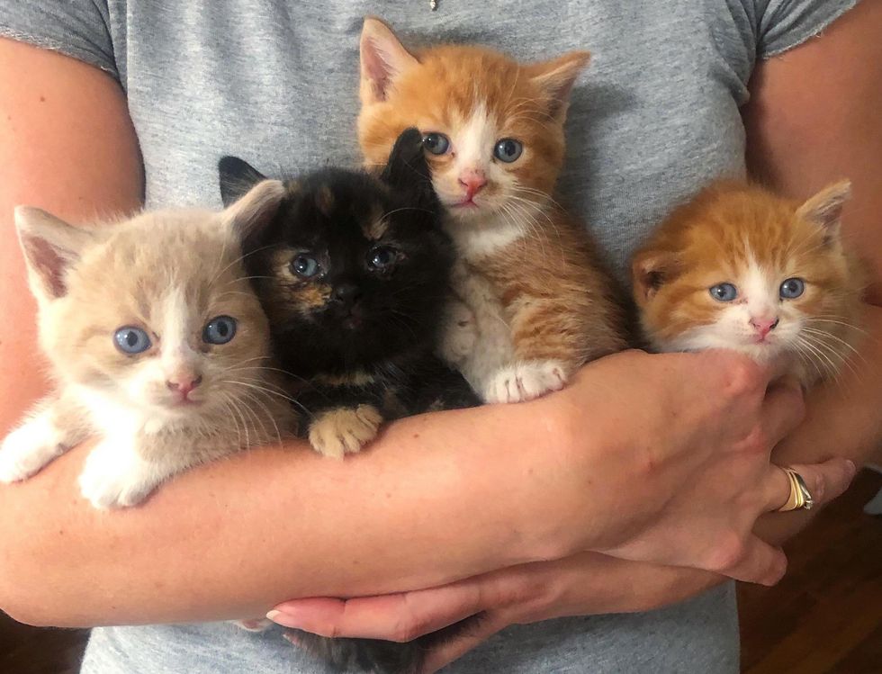 4 Kittens Find Help Before It's Too Late and Won't Leave Each Other's ...