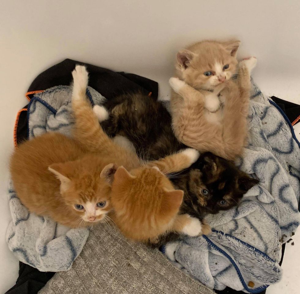 4 Kittens Find Help Before It's Too Late and Won't Leave Each Other's ...