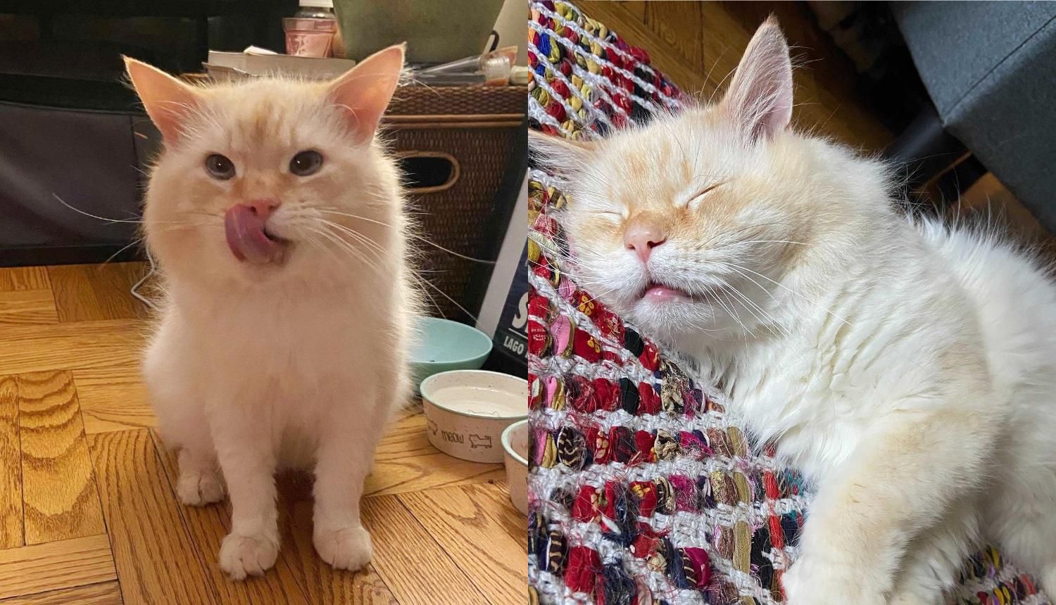 Cat Left Behind in Apartment is so Happy to Be Found and Has His Dream ...