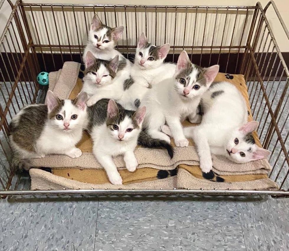 Cats Who Raised 8 Kittens Together, Wait at Glass Door at Shelter Every ...