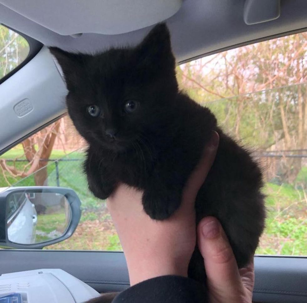 Kittens Find Their Happily Ever After Together After Leaving Life as ...