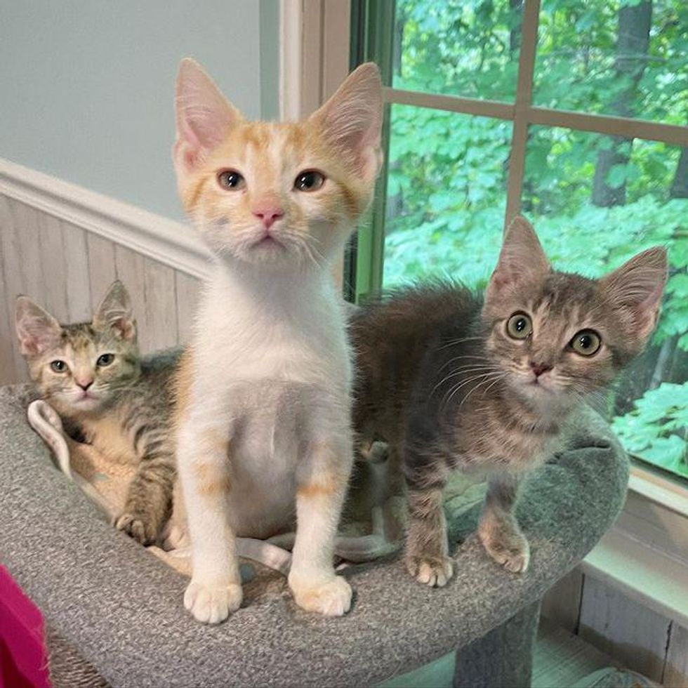 3 Kittens Get Back on Track and Really Transform with the Help of ...