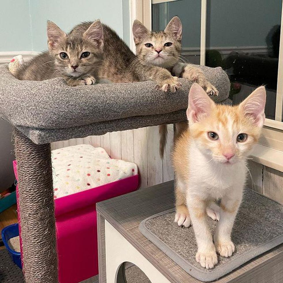 3 Kittens Get Back on Track and Really Transform with the Help of ...