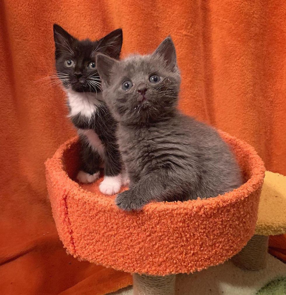 Kitten with Frog-like Legs Makes Great Progress in Weeks and Strives to Live Full Life - Love Meow