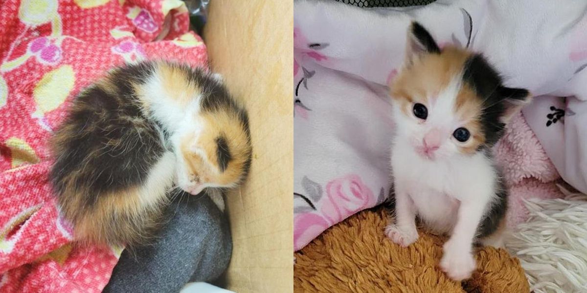 Kitten Wanders in Yard to Seek Help and Turns Her Life Around ...