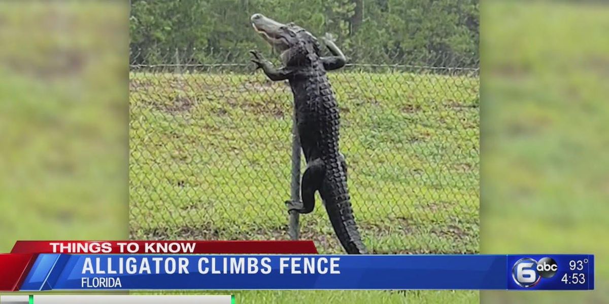Watch this alligator climb a fence and then be afraid. Be very afraid ...