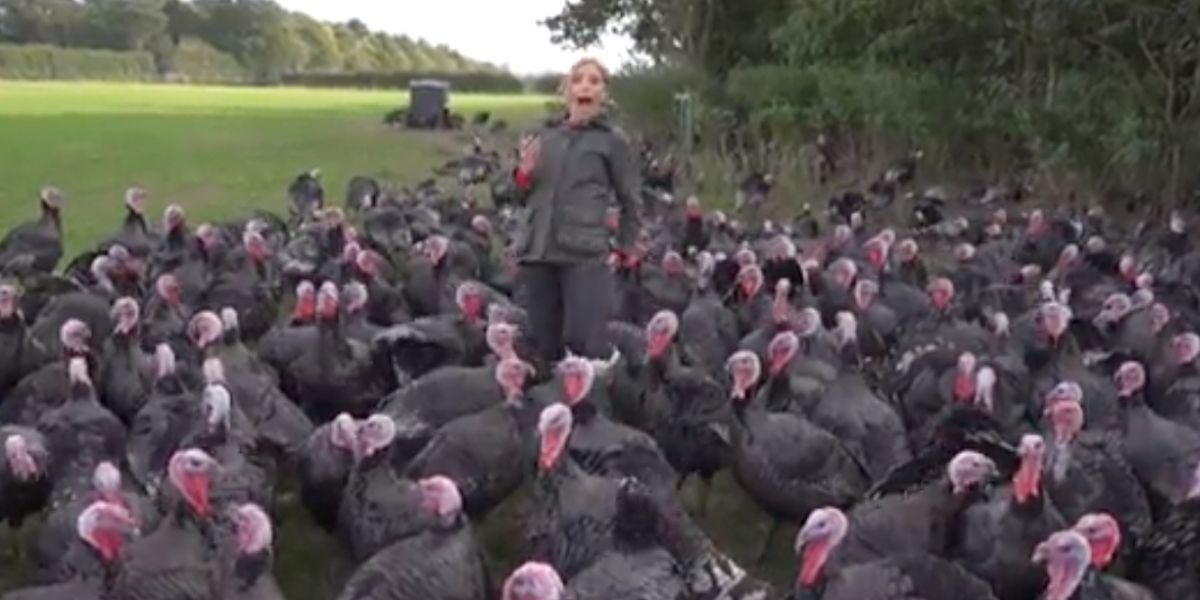 Turkeys "laugh" after one of them nips a reporter in the butt - Upworthy