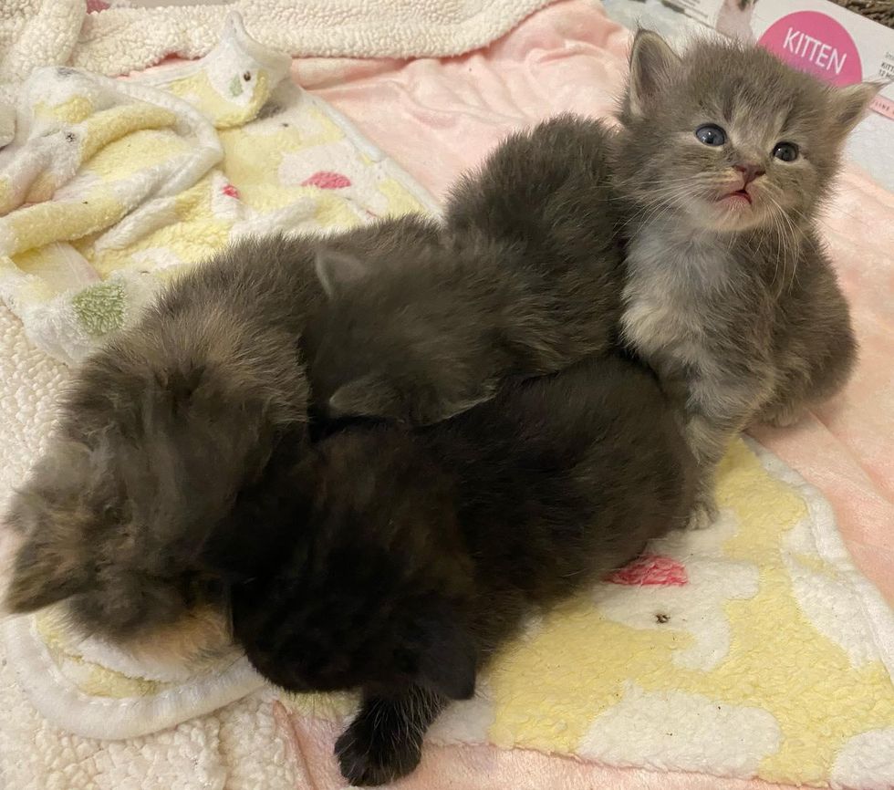 Four Kittens Went from Roaming Outside to Occupying Warm Laps to Hoping ...