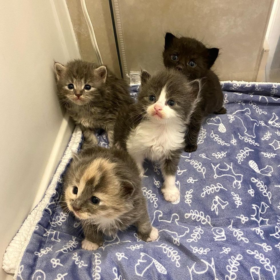 Four Kittens Went from Roaming Outside to Occupying Warm Laps to Hoping ...