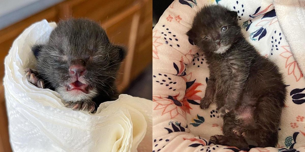Kitten Comes with Little White Beard that Gradually Disappears As She ...