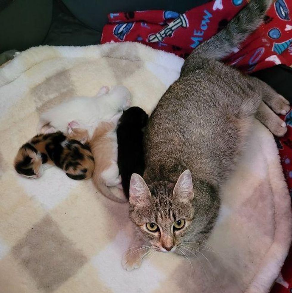 Cat Found Outside with Her Newborn Kittens and a Note is So Grateful to ...
