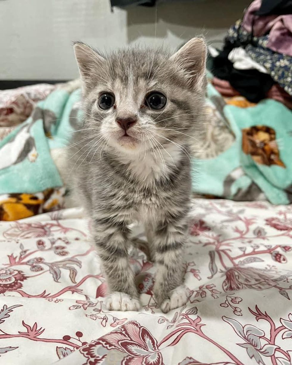 Kitten Wears Cute Sock Shirts to Protect His Chest and Runs Around Like ...