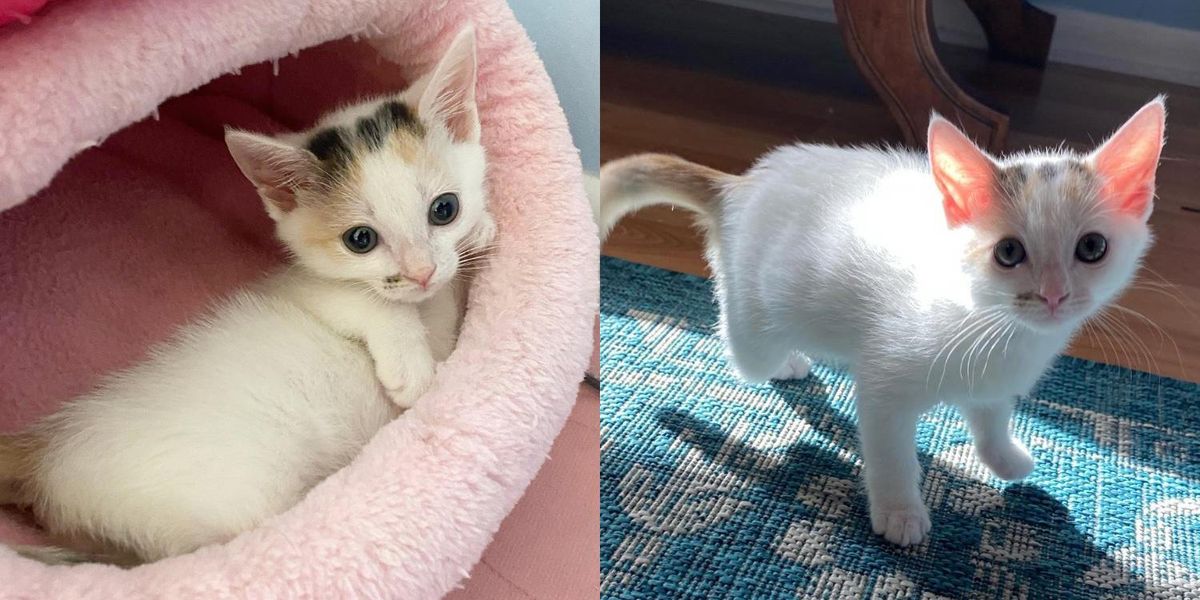 Kitten Walks Around as a Tripod with So Much Tenacity After She Was ...